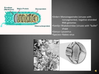 Rabies project | PPT