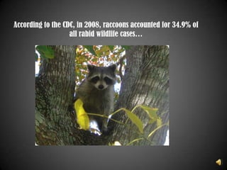 Rabies project | PPT