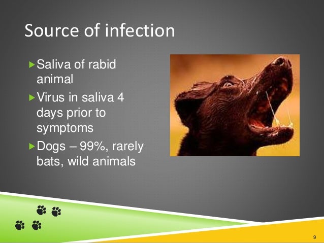 Rabies - a public health view