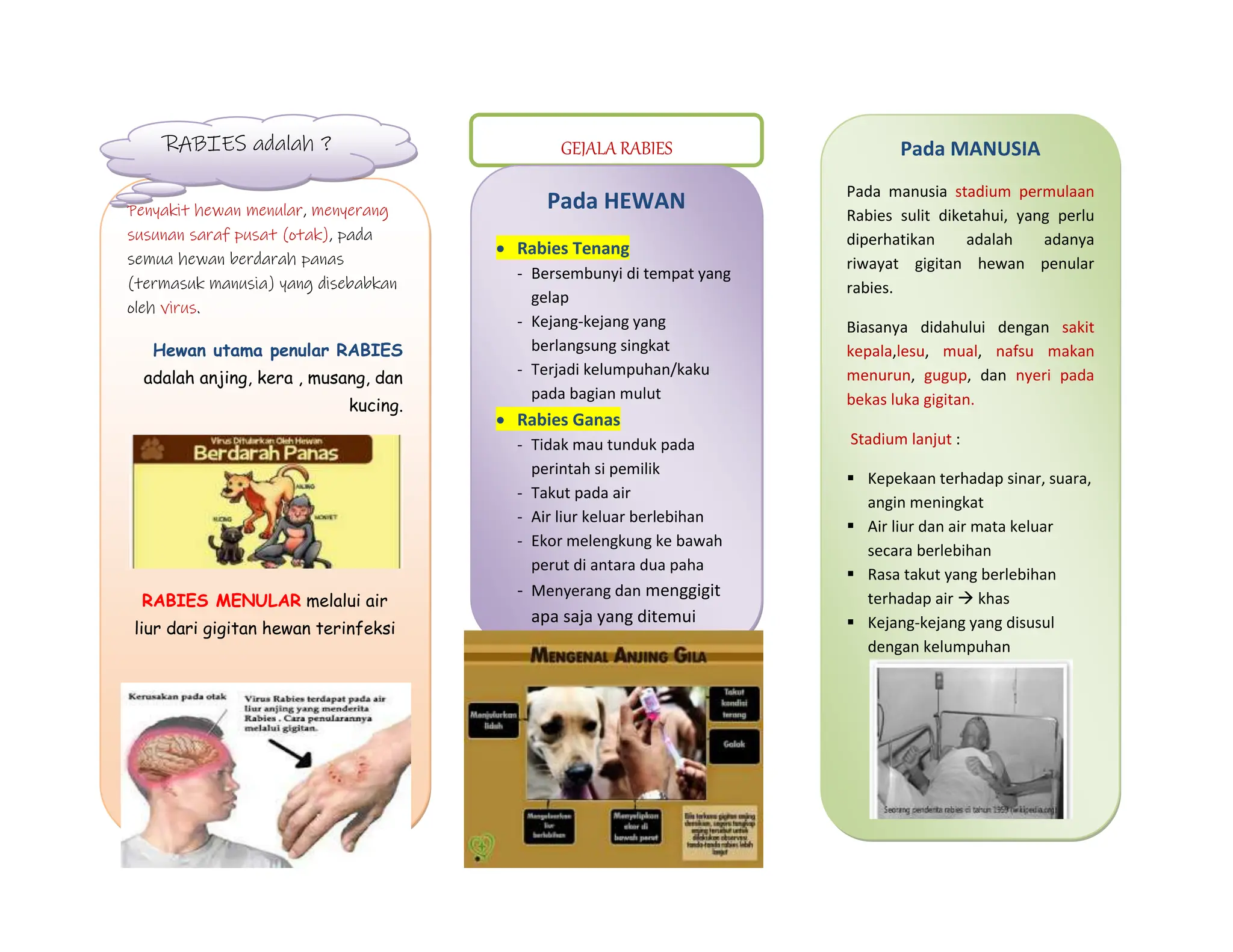 Leaflet pencegahan penyakit rabiess.docx