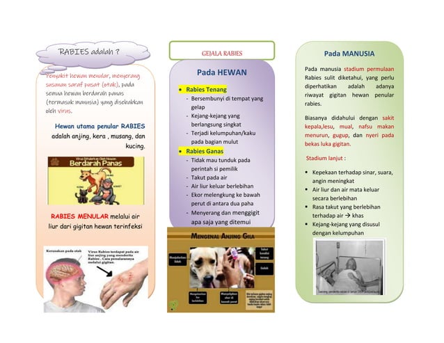 Leaflet pencegahan penyakit rabiess.docx