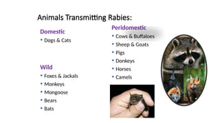 Rabies: 100% Fatal but 100% Preventable Disease | PPT