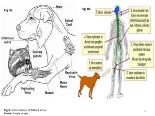 Rabies by martin Uwamose | PPTX