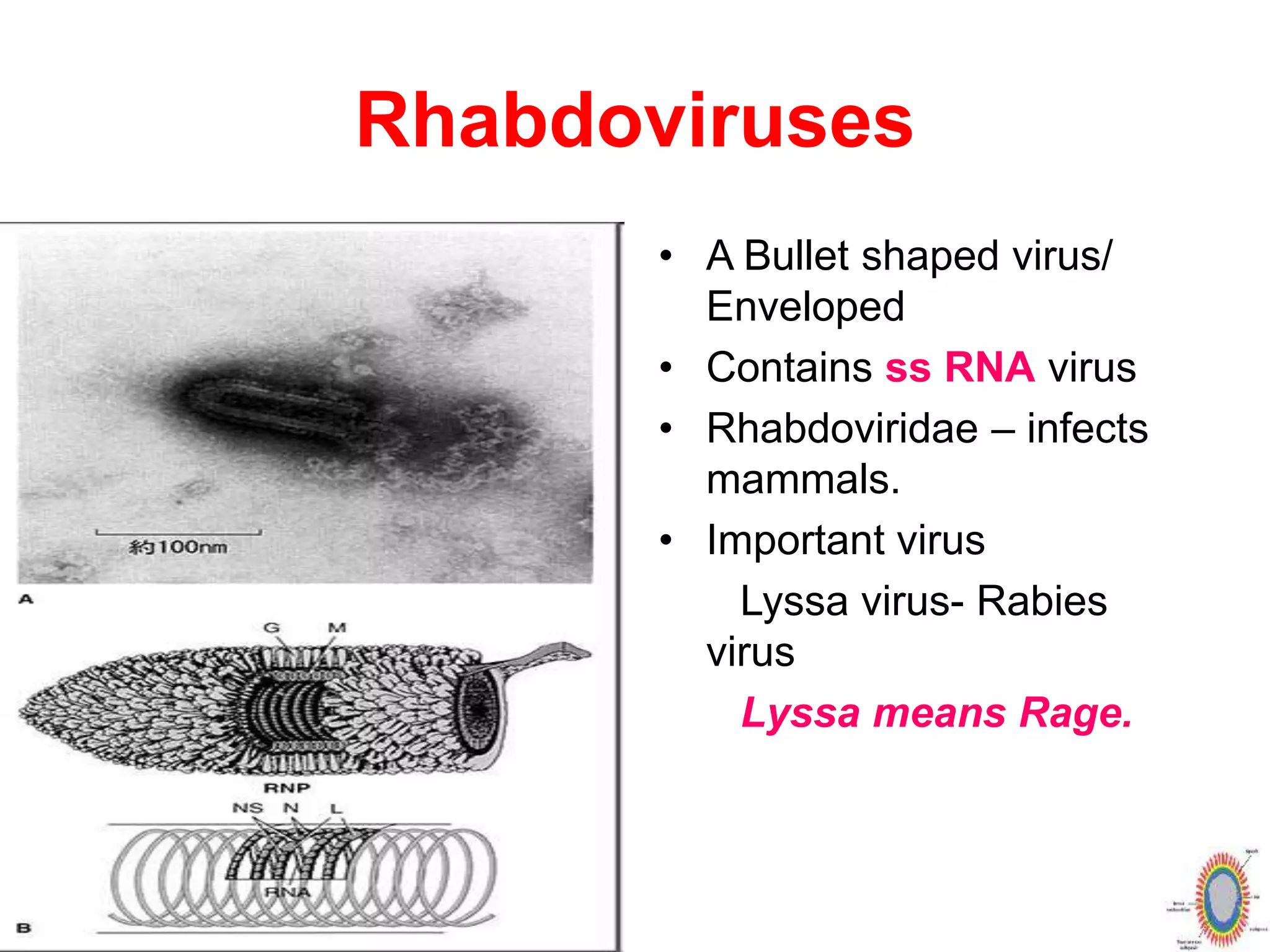 World Rabies Day 2023 Dr.T.V.Rao MD | PPT