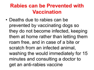 World Rabies Day 2023 Dr.T.V.Rao MD | PPT