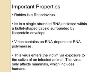 Name Of Rabies Virus