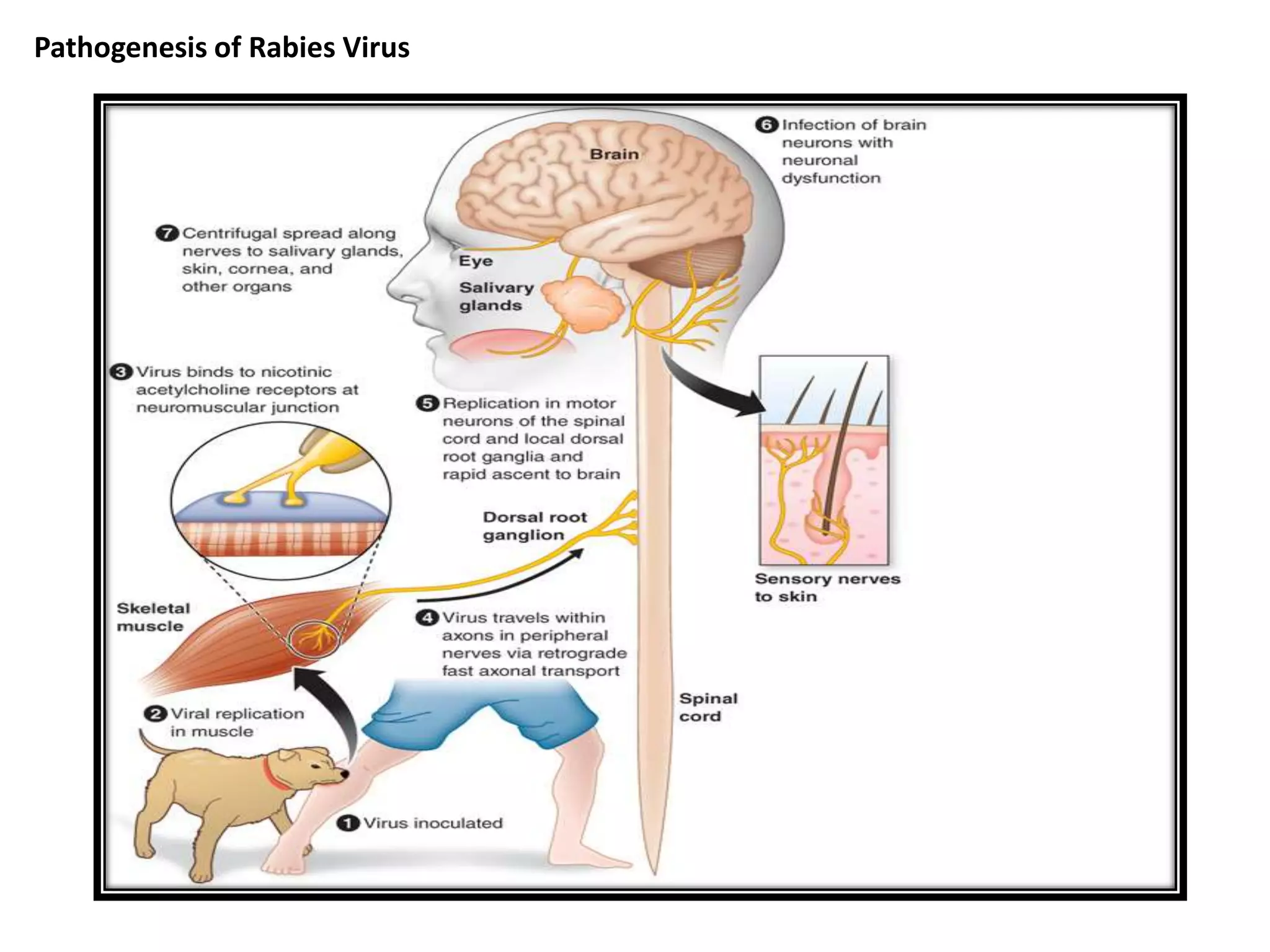 Rabies virus | PPTX | Infectious Diseases | Diseases and Conditions