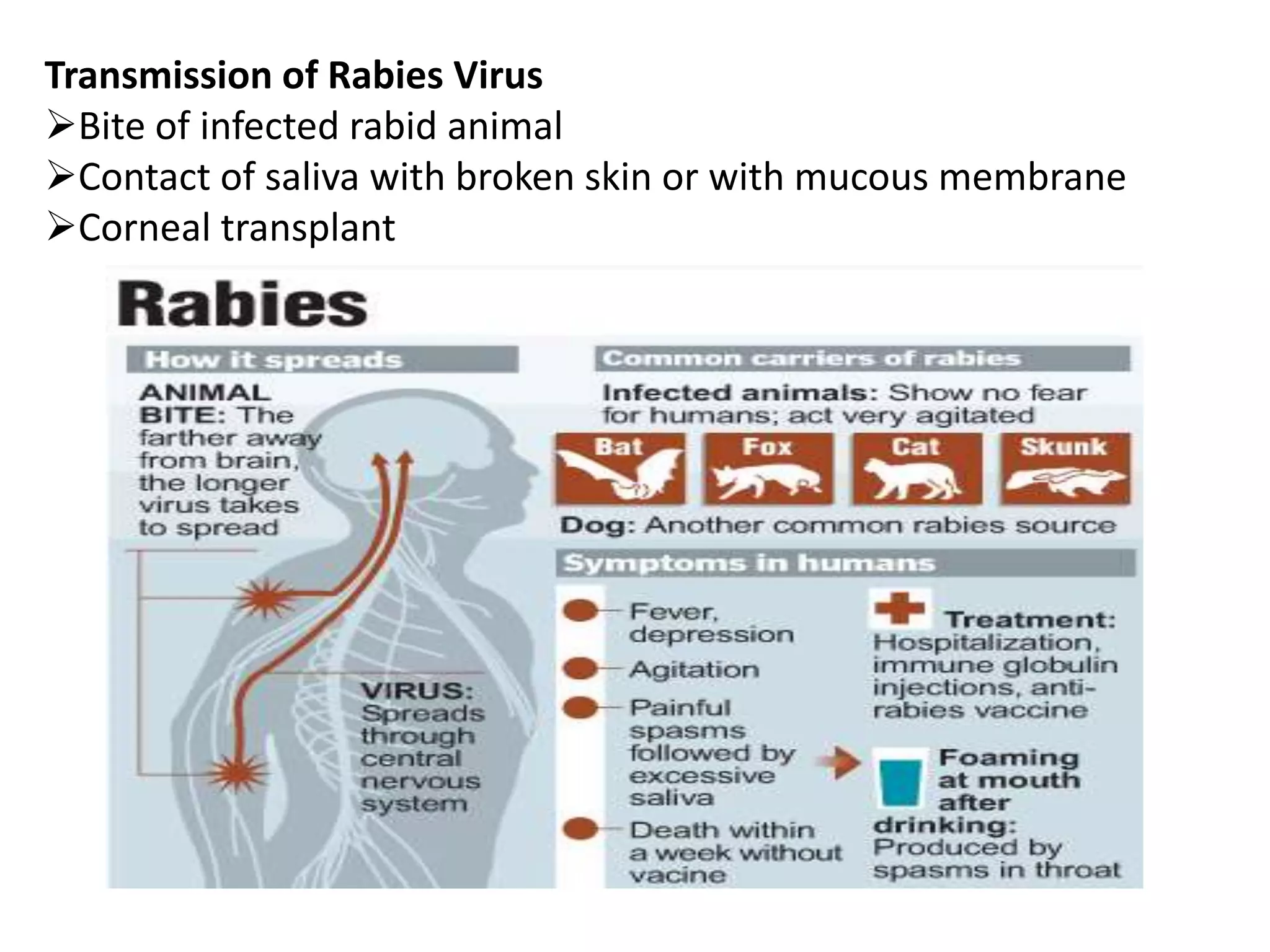 Rabies virus | PPTX