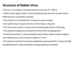 Rabies virus | PPTX | Infectious Diseases | Diseases and Conditions