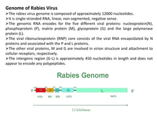 Rabies virus | PPTX | Infectious Diseases | Diseases and Conditions
