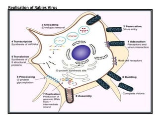 Rabies virus | PPTX | Infectious Diseases | Diseases and Conditions