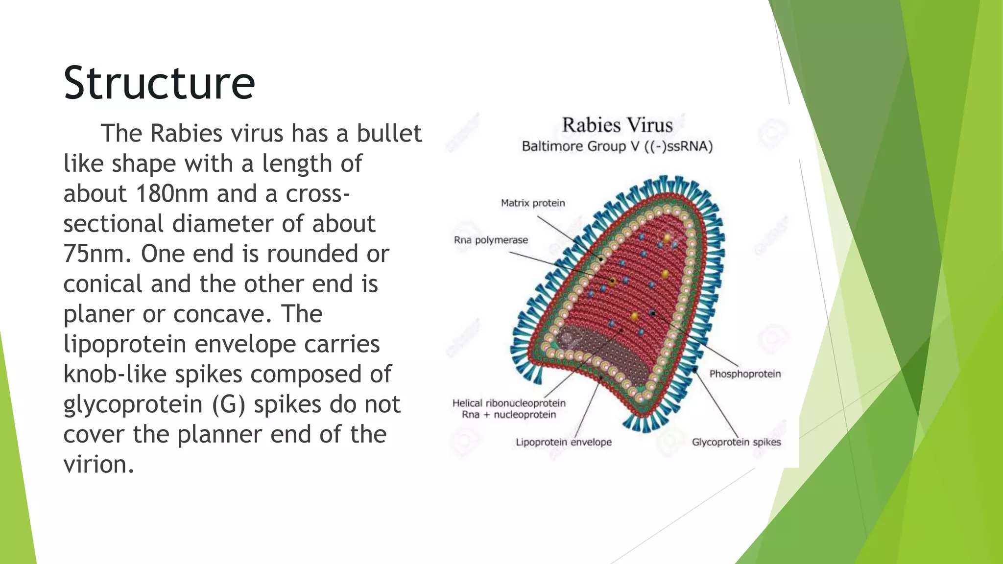 RABIES VIRUS.pptx