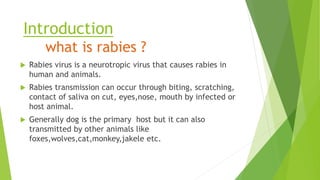 RABIES VIRUS.pptx