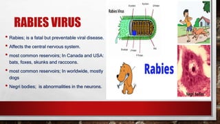 Rabies Virus.pptx