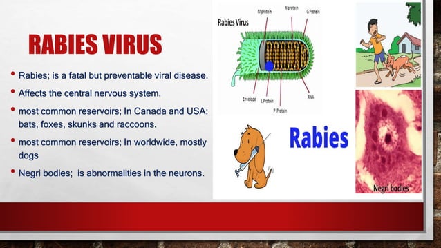 Rabies Virus.pptx