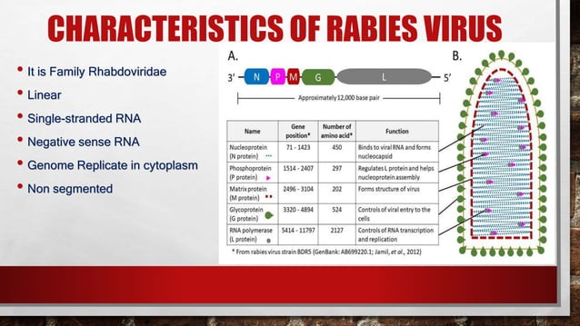 Rabies Virus.pptx