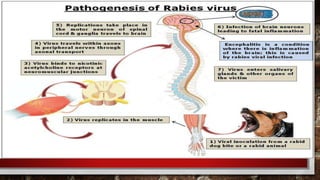 Rabies Virus.pptx