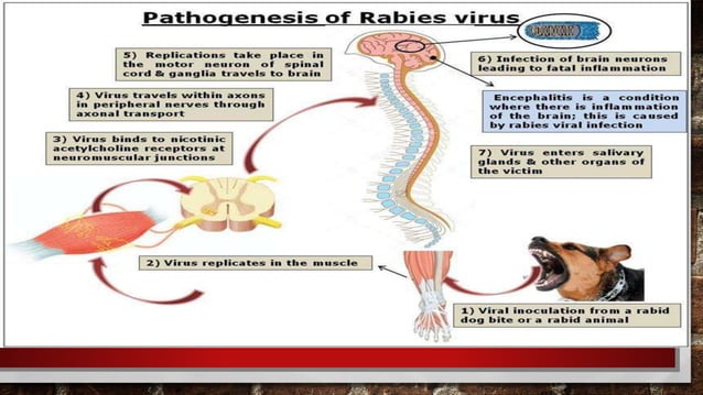 Rabies Virus.pptx