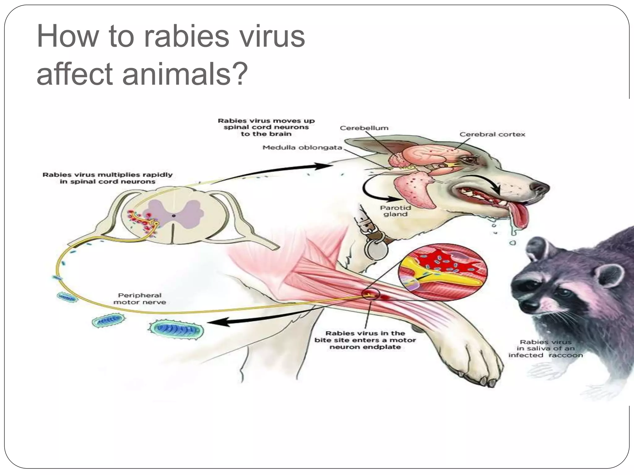 rabies virus.pptx
