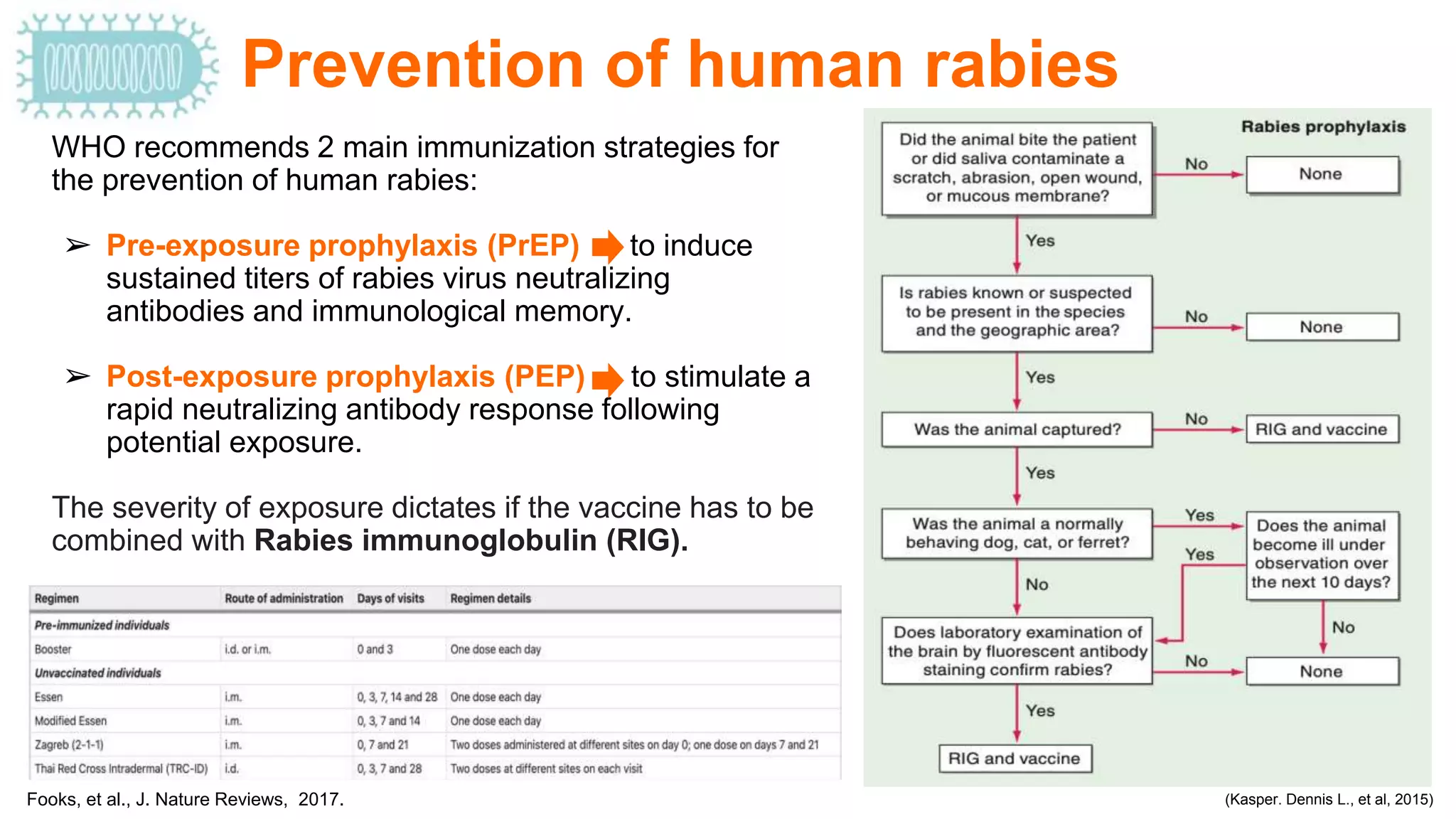 Rabies virus-Host Pathogen.pptx