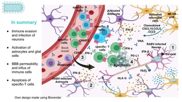 Rabies virus-Host Pathogen.pptx