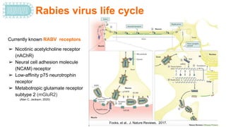 Rabies Virus Life Cycle