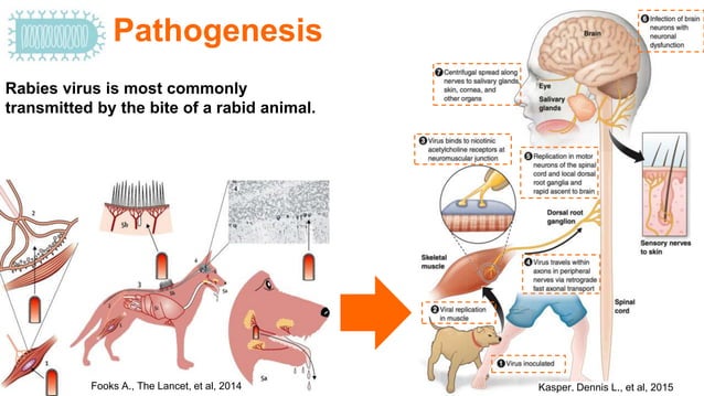Rabies virus-Host Pathogen.pptx
