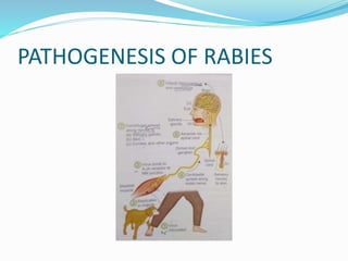 Rabies virus | PPT