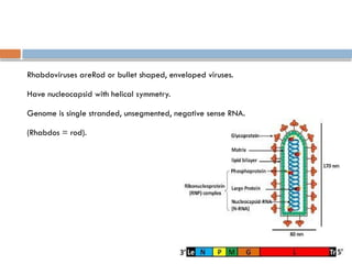 rabies viruse replication and mechanisms | PPT