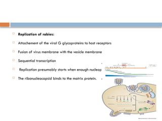 rabies viruse replication and mechanisms | PPT