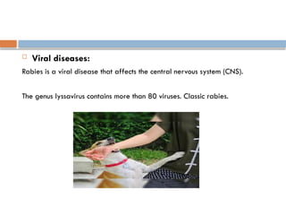 rabies viruse replication and mechanisms | PPT