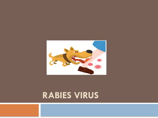 rabies viruse rabies viruserabies viruse | PPT