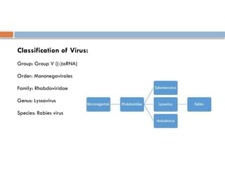 rabies viruse rabies viruserabies viruse | PPT