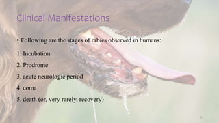Rabies Virus_Presentation_by_Maliha_Rashid.pptx