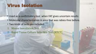 Rabies Virus_Presentation_by_Maliha_Rashid.pptx