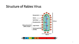 Rabies Virus_Presentation_by_Maliha_Rashid.pptx