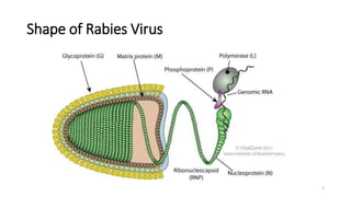 Rabies Virus_Presentation_by_Maliha_Rashid.pptx