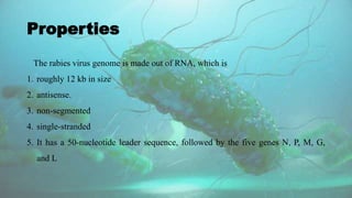 Rabies Virus_Presentation_by_Maliha_Rashid.pptx