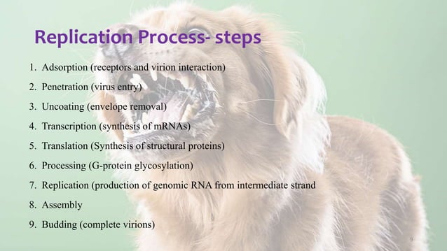 Rabies Virus_Presentation_by_Maliha_Rashid.pptx
