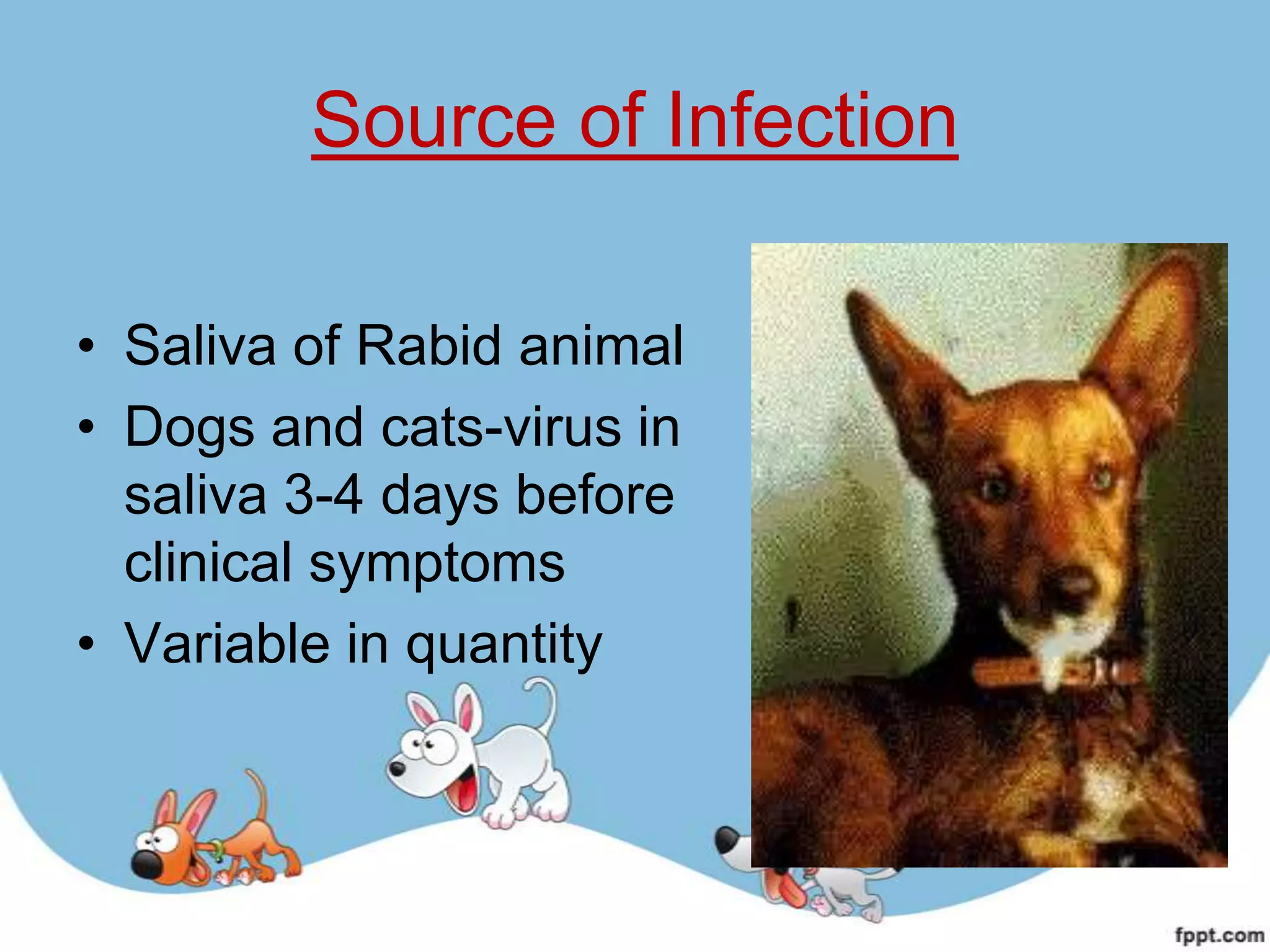 Rabies | PPTX | Brain and Nervous System Disorders | Diseases and ...