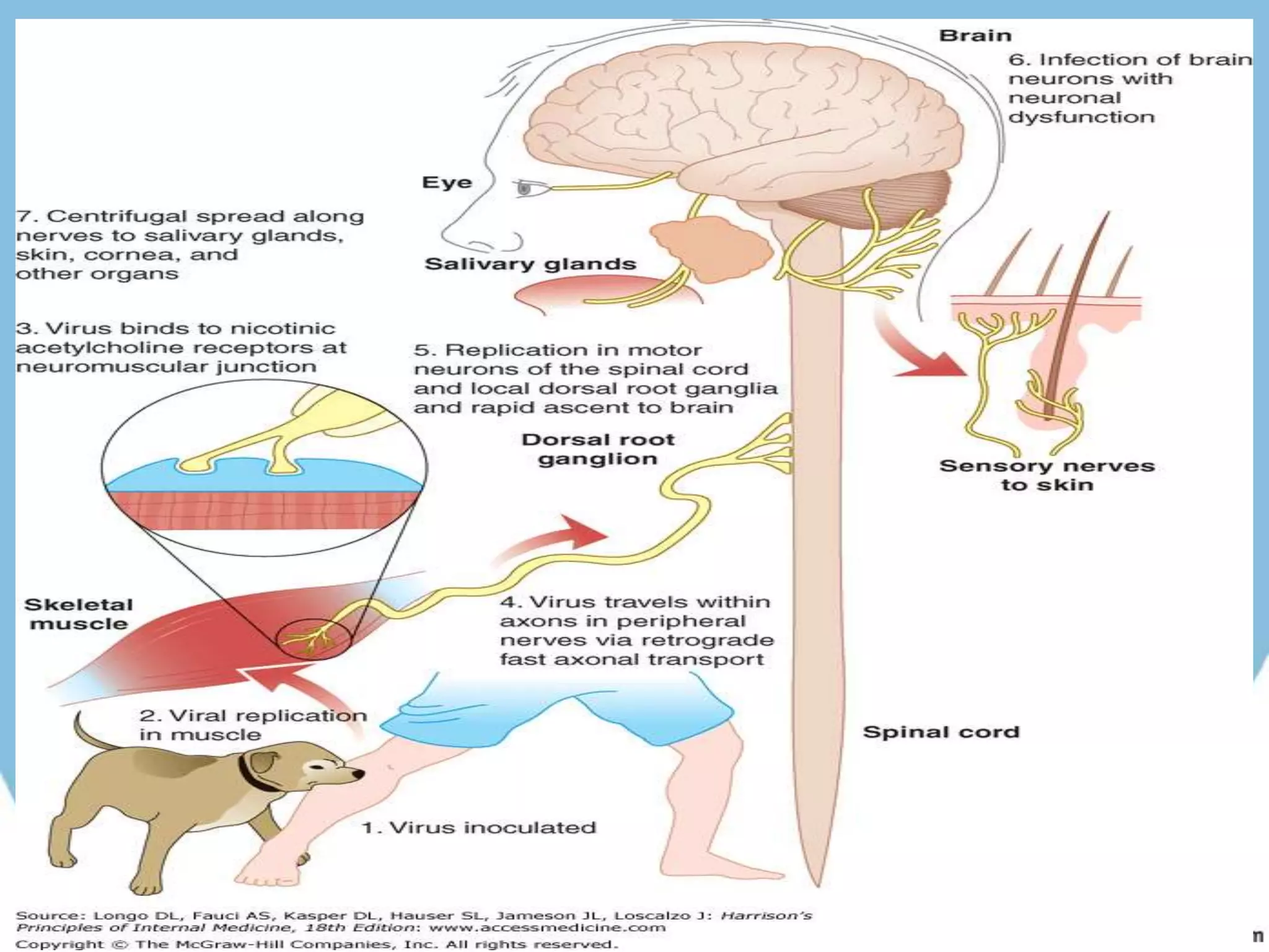 Rabies | PPTX | Brain and Nervous System Disorders | Diseases and ...