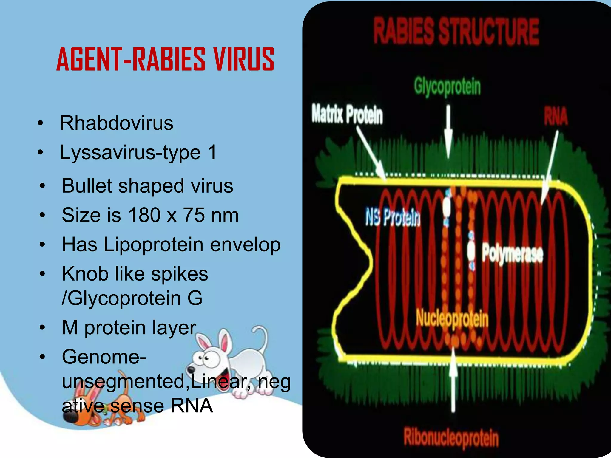 Rabies | PPTX | Brain and Nervous System Disorders | Diseases and ...