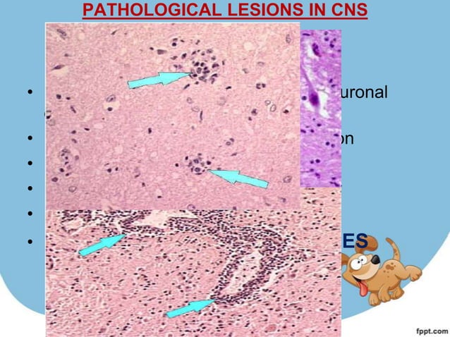 Rabies | PPTX | Brain and Nervous System Disorders | Diseases and ...