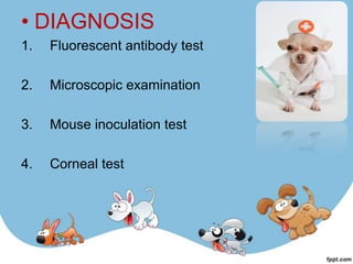 Rabies Diagnosis