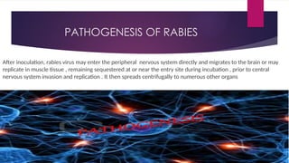 Presentation on rabies. pptx ( dog bite) | PPTX