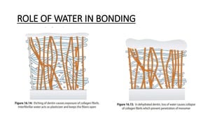 rabin dry bonding and wet bonding 1.pptx