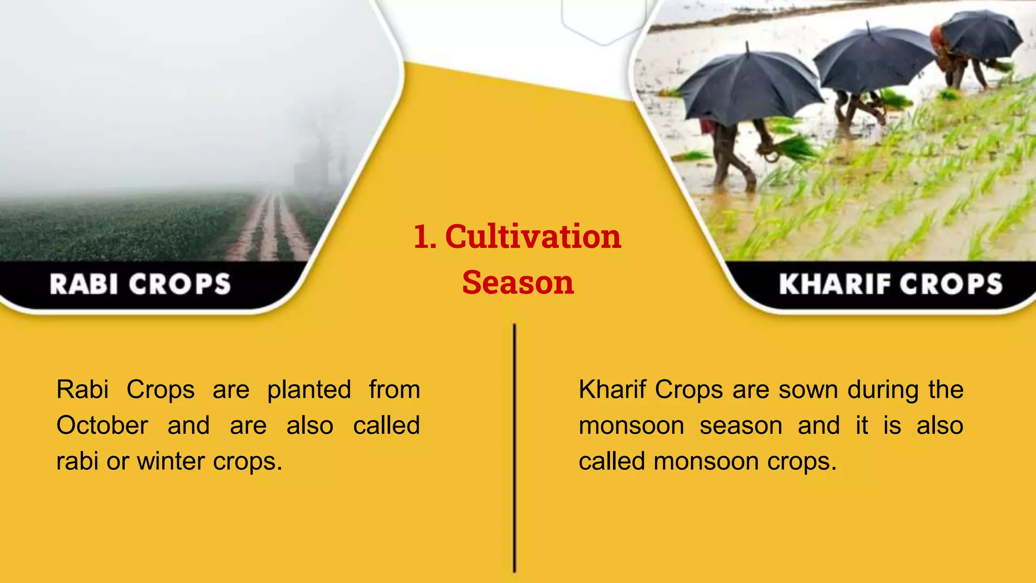 Why Rabi and Kharif Season Is Best For Farming? | PPTX