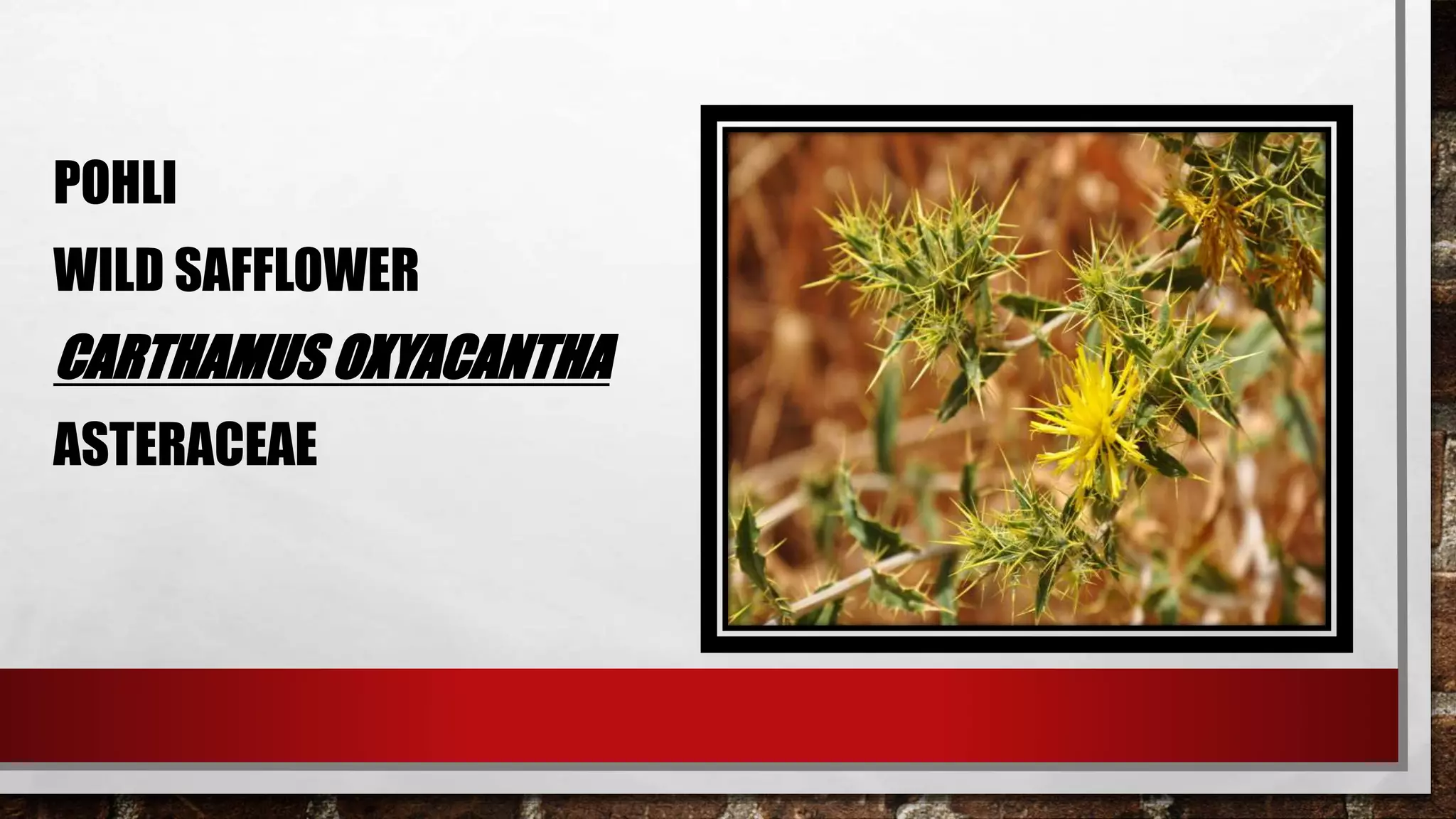 Rabi season weeds(WEEDS IDENTIFICATION) | PPTX