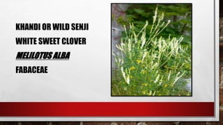Rabi season weeds(WEEDS IDENTIFICATION) | PPTX