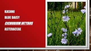 Rabi season weeds(WEEDS IDENTIFICATION) | PPTX